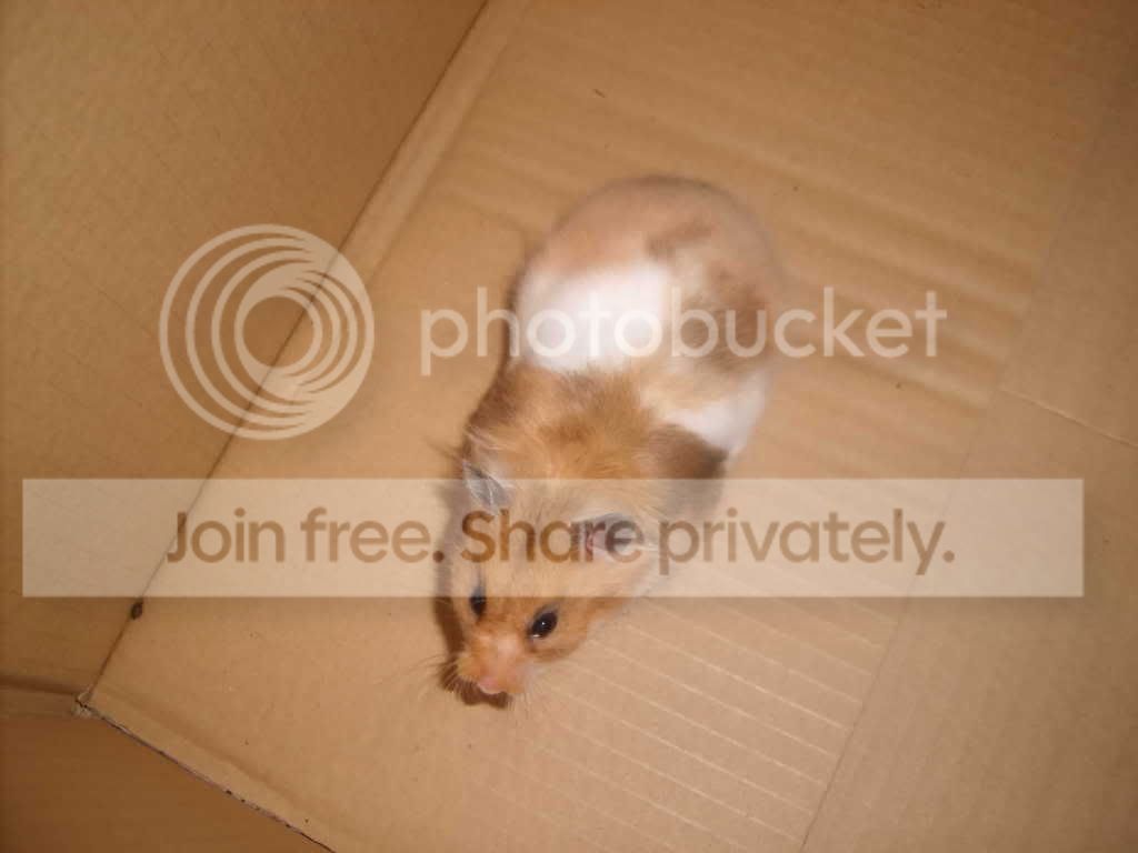 Introducing my hamster clan
