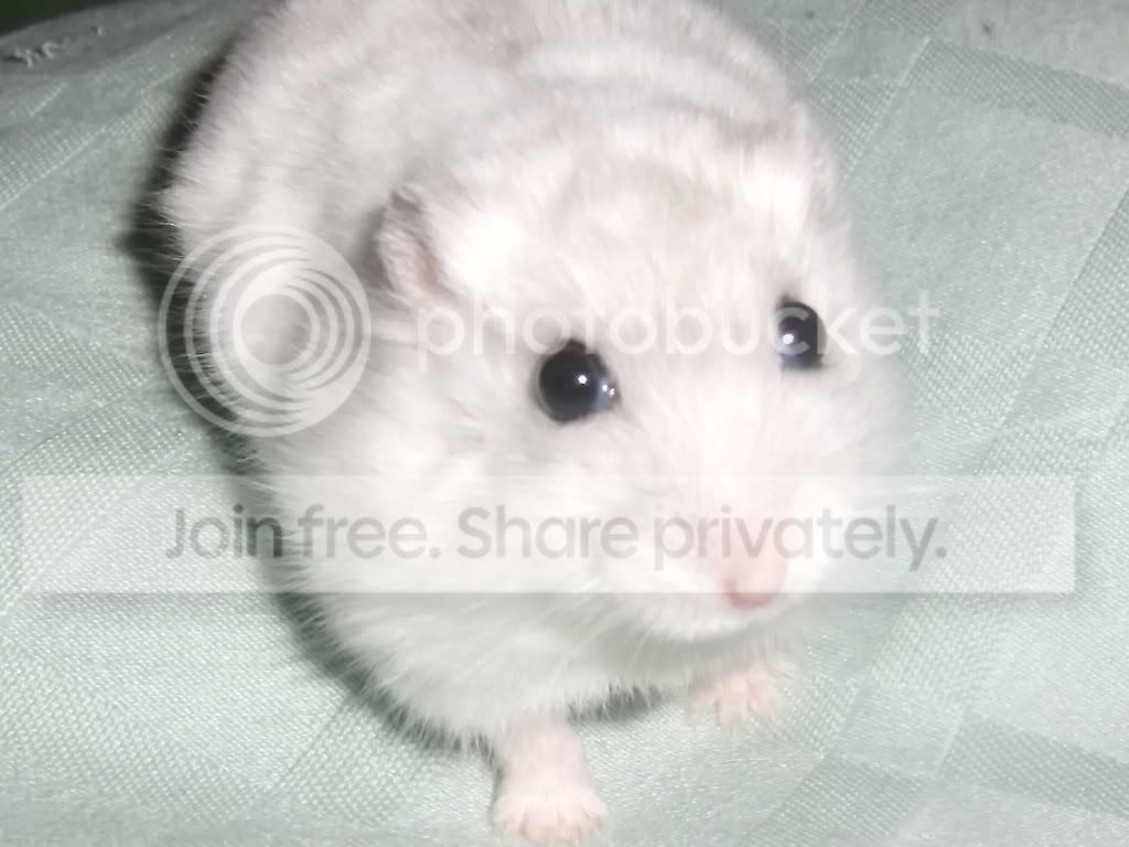 Introducing my hamster clan