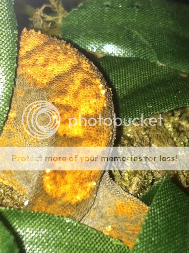 crestie retained shed? update | Reptile Forums