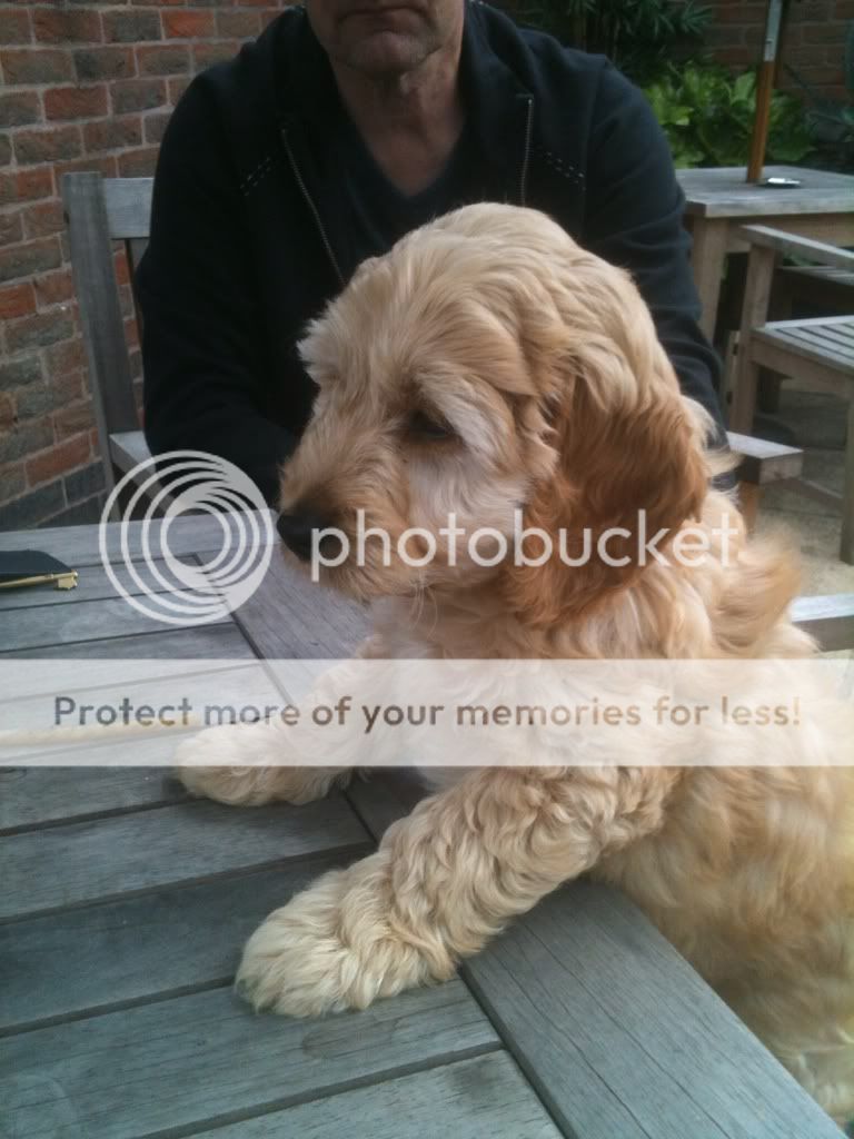 F2 Cockapoo | I Love My Cockapoo Forums